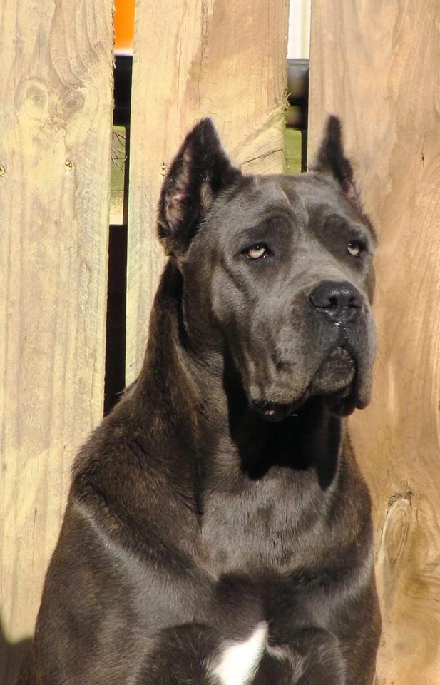 Epic Fyre And Ice – Cane Corso Breeding