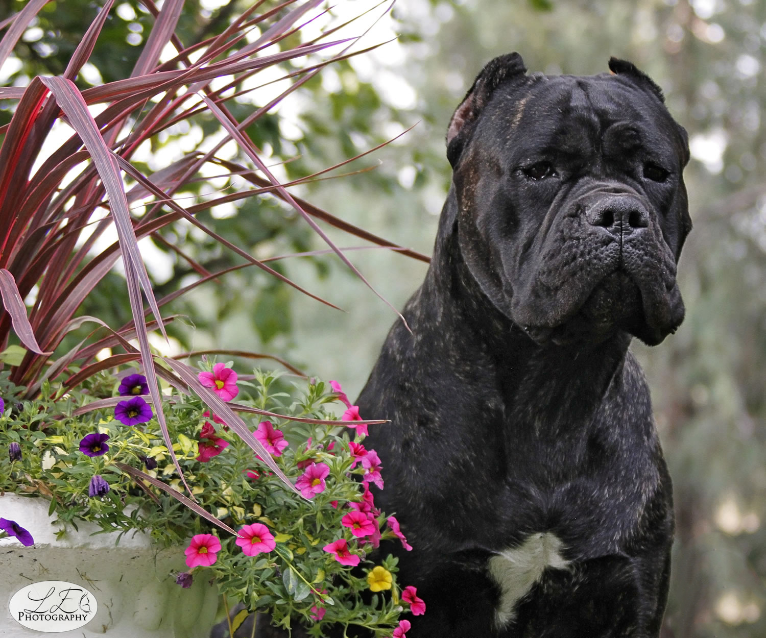 GCH Epic Dark Horse CA RATI – Cane Corso Breeding
